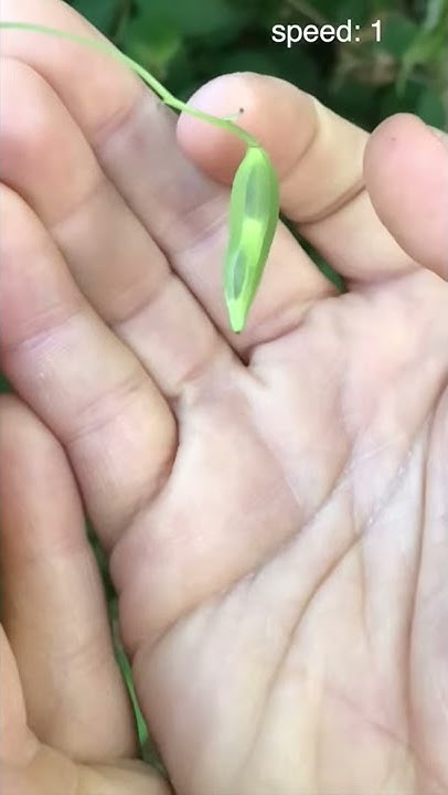 jewelweed exploding seed pod - YouTube