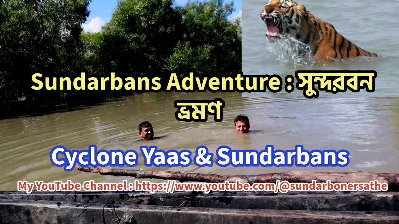 🐅 Discover Sundarbans: The Enchanting Mangrove Forest 🌳 | Travel Guide ...