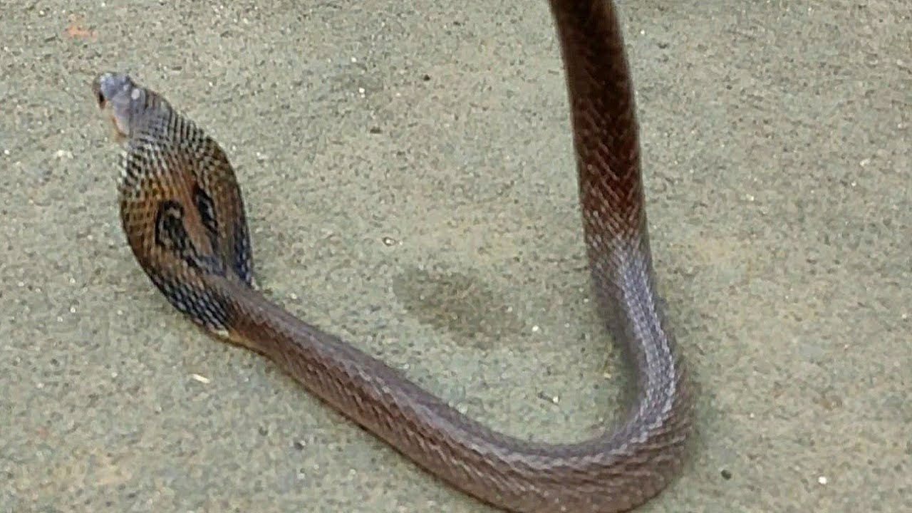 घर के बाजु मेसे पकड़ा कोबरा सांपVenomous indian spectacled cobra snake ...