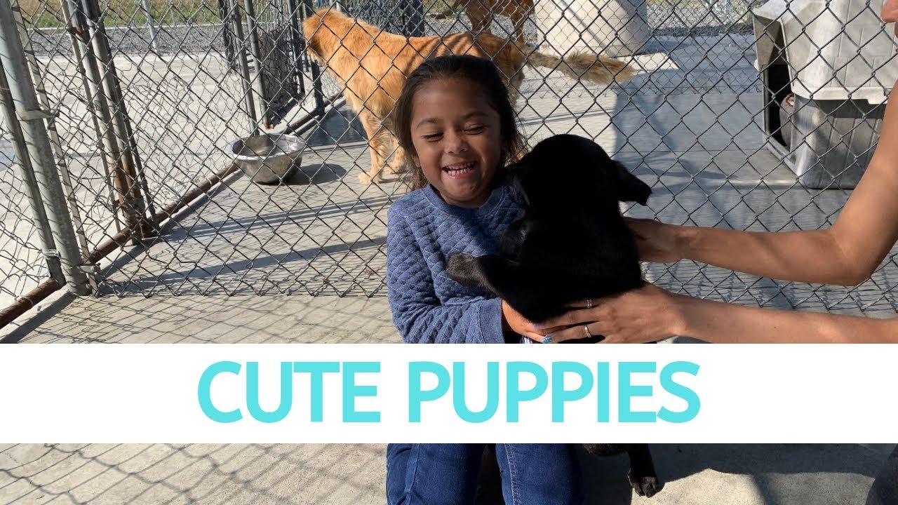 CUTE Puppies | Vella Vlogs | Vlog #58 - YouTube