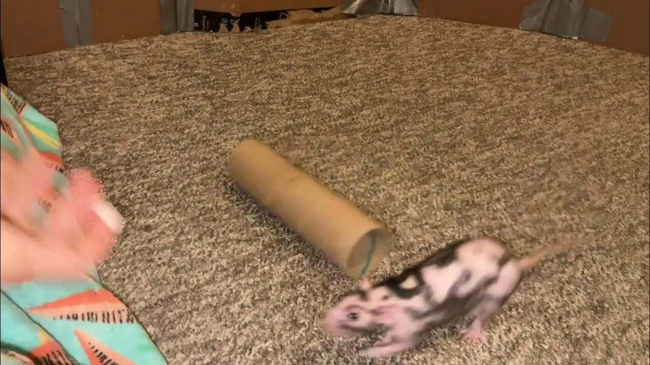 My pet rat Raisin chasing down a tube and rolling it back to me! - YouTube