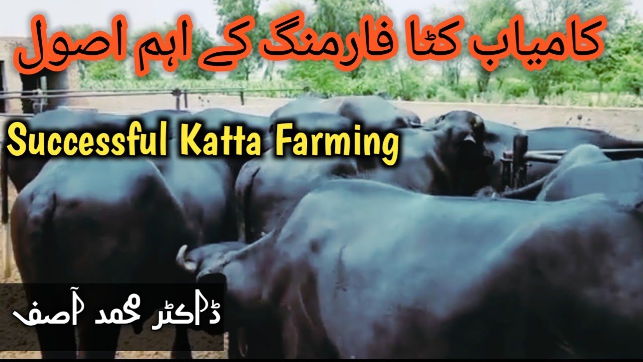 Important points for Successful Katta Farming || Katta Farming Business ...