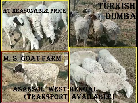 TURKISH DUMBA|ANIMALS VLOG KOLKATA|तुर्किश दुम्बा फॉर सेल |M.S.Goat ...