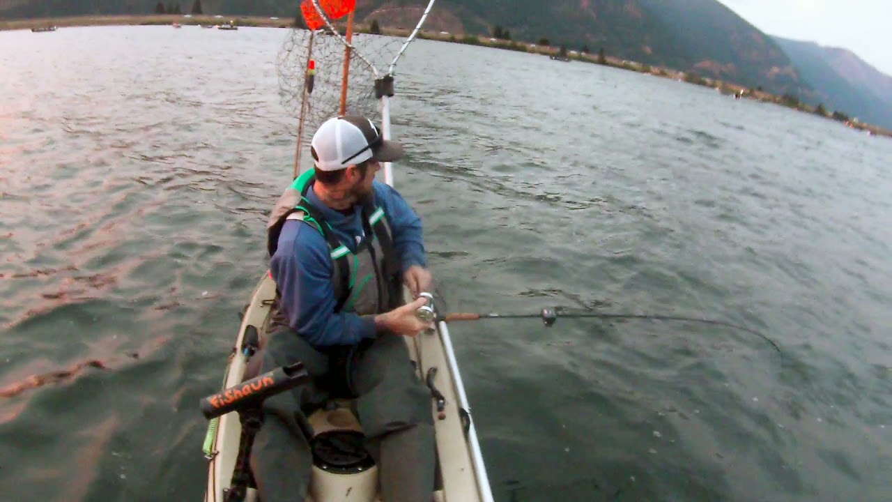 salmon takedown on kayak. drano lake wa - YouTube