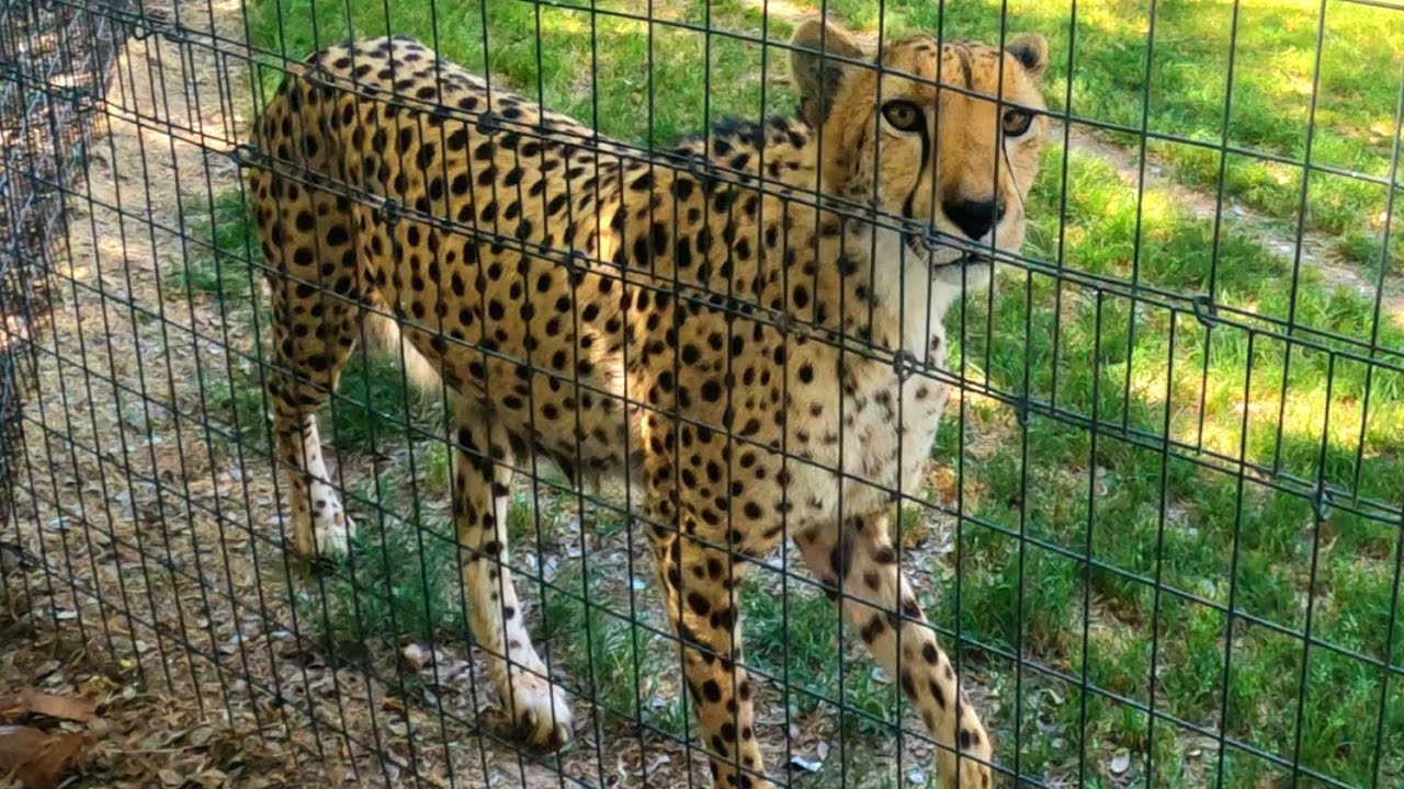 Wildlife World Zoo Pt 2 YouTube wildlife-world-zoo-pt-2-youtube