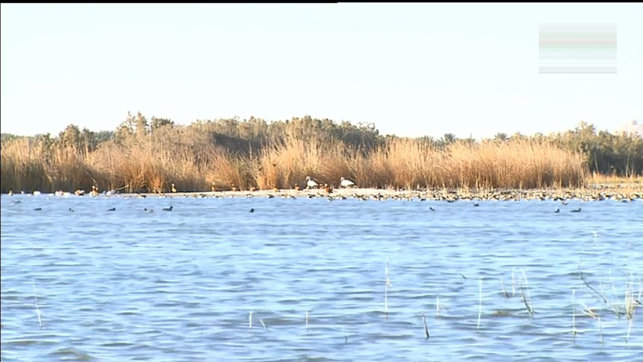 El-Menea : plus de 5.000 oiseaux migrateurs au lac Sebkhat El-Maleh ...