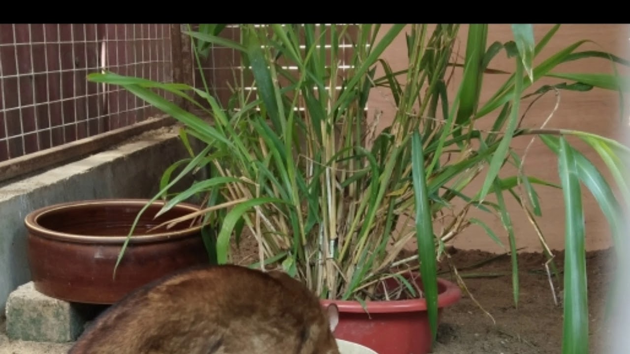 Napuh@kancil jinak - YouTube