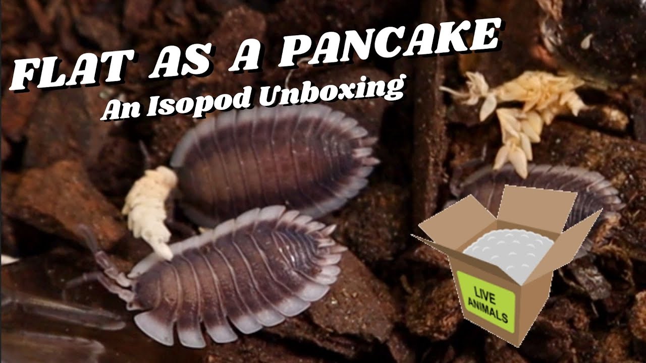 Flat as a Pancake An Isopod Unboxing - YouTube