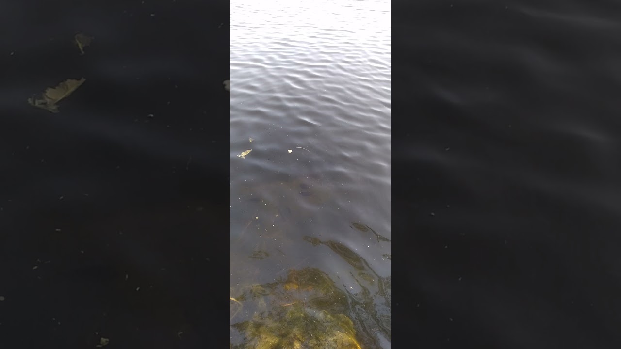 Listening to pneuma,Watching my 50 cal exploded Afghanistan 🇦🇫 pows 🔋 💩 ...