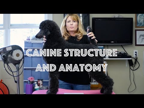 Canine Structure and Anatomy - YouTube