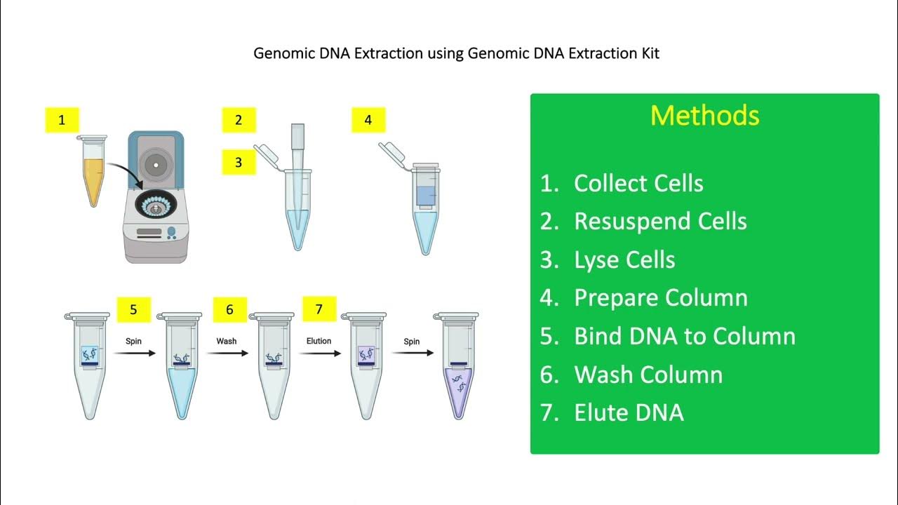 키트를 사용한 Dna 추출 기술 및 방법
