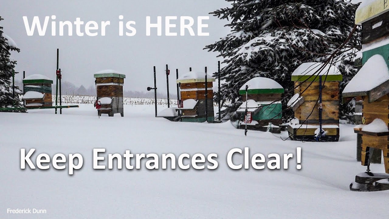 Bee Hives In Winter Clearing Entrances with an entrance scraper during ...