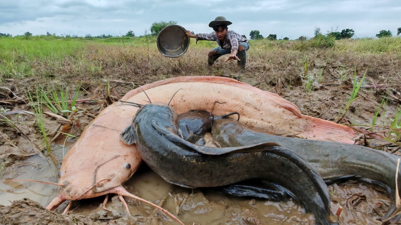 Best amazing fishing! catch a lot of dig fish and Red fish in the field ...