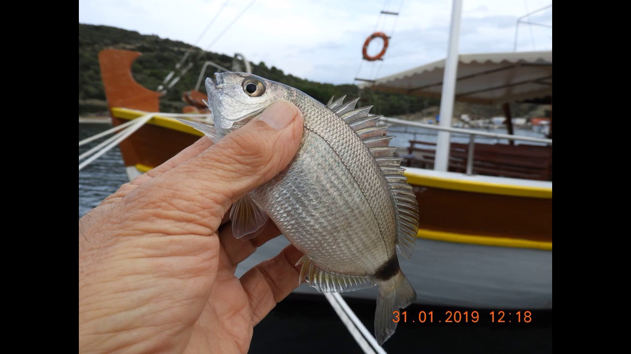 Diplodus annularis Linnaeus, 1758 Annular seabream Greece 31 1 2019 by ...