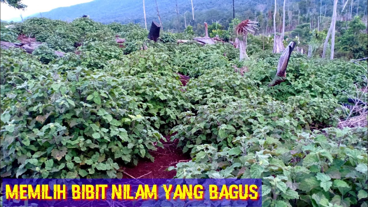 Cara Memilih Bibit Nilam Yang Bagus - YouTube