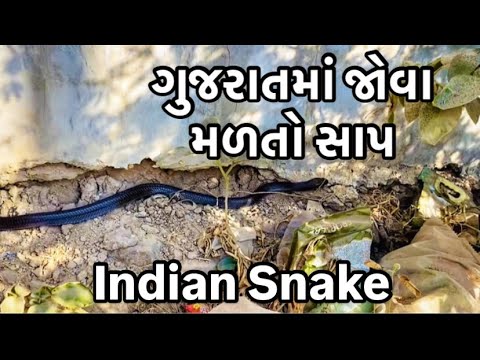 Dangerous snake in Gujarat | ગુજરાતમાં જોવા મળતો ઝેરી સાપ - YouTube