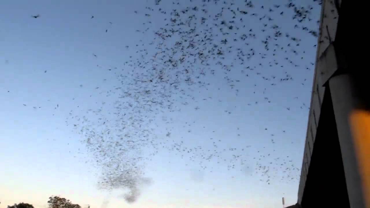 Bats In Round Rock - at I35 bridge over McNeil road - YouTube