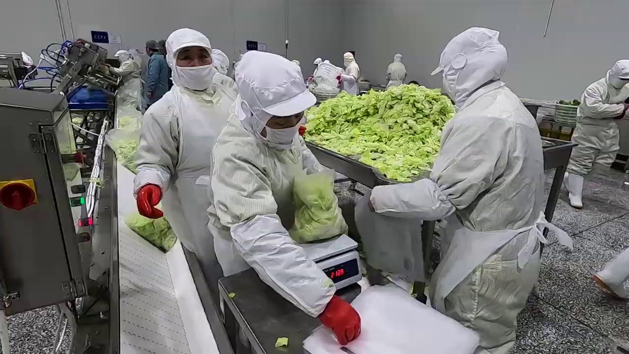 Lueon's complete leafy vegetable processing line - YouTube