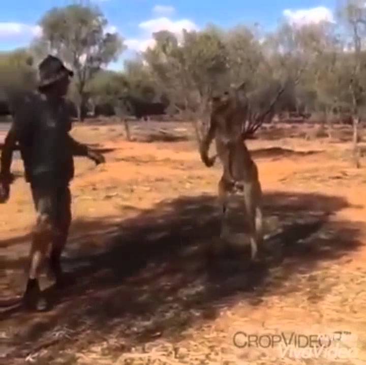 Roger The Crip Kangaroo Lol - YouTube