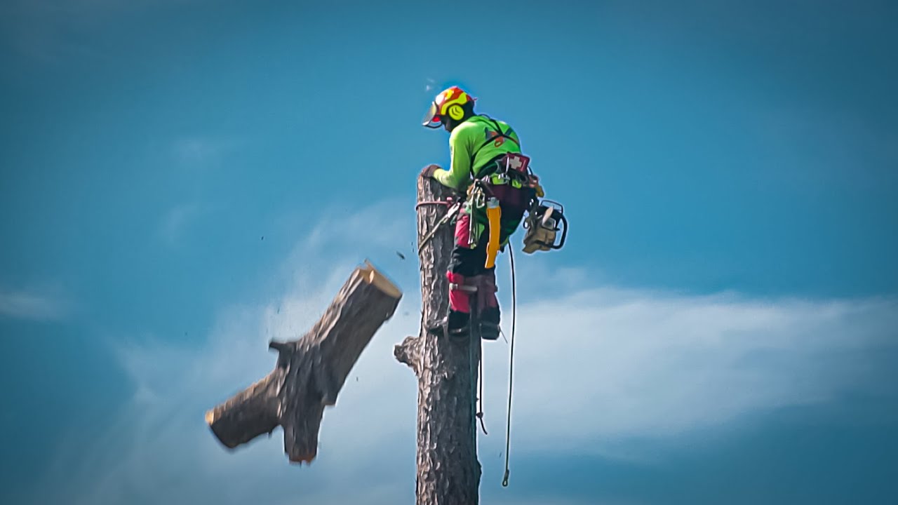 Timber Trimmers - Orlando Area Tree Trimming and Removal - YouTube