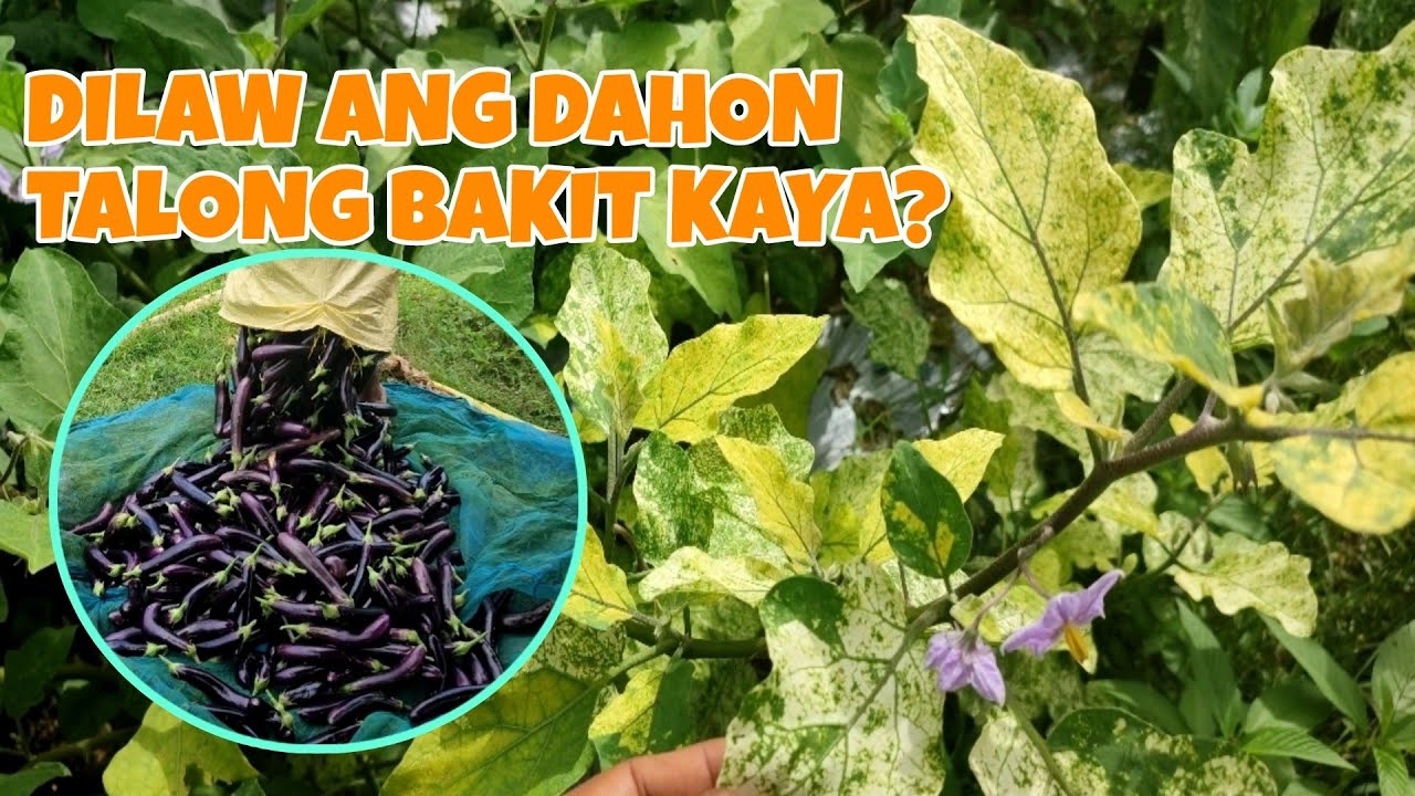 BAKIT KAYA DILAW ANG DAHON NG TALONG?/SAKO SAKO ANG HARVEST NAMIN ...
