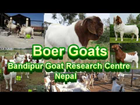 बोएर बाख्रा अनुसन्धान केन्द्र बन्दीपुर l Boer Goat Research Centre ...