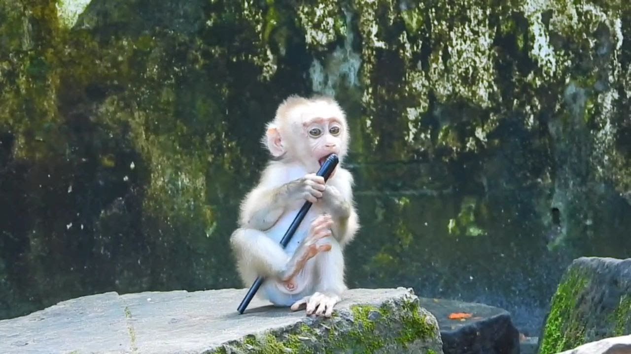 amazing clever baby monkey! why did tiny baby monkey Leo knows that is ...