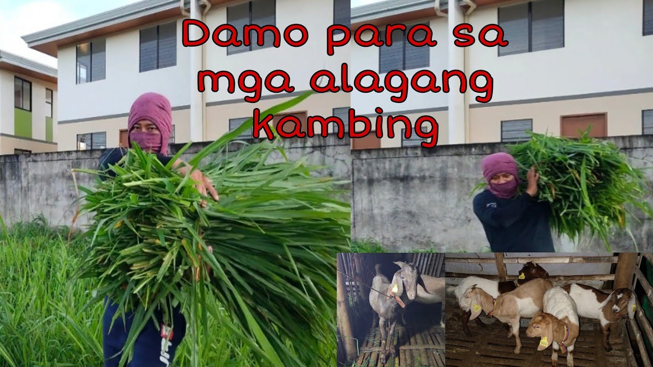 Manguha tayo ng damo para sa mga alagang kambing | FARMER SQUAD - YouTube