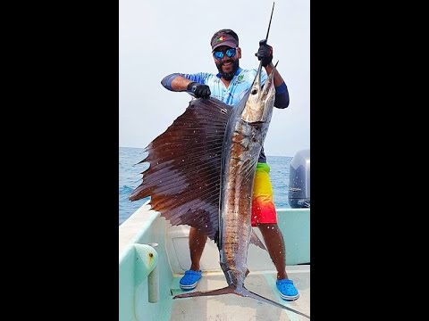 SAILFISH Double hookup RAW unedited footage full fight in Rompin ...