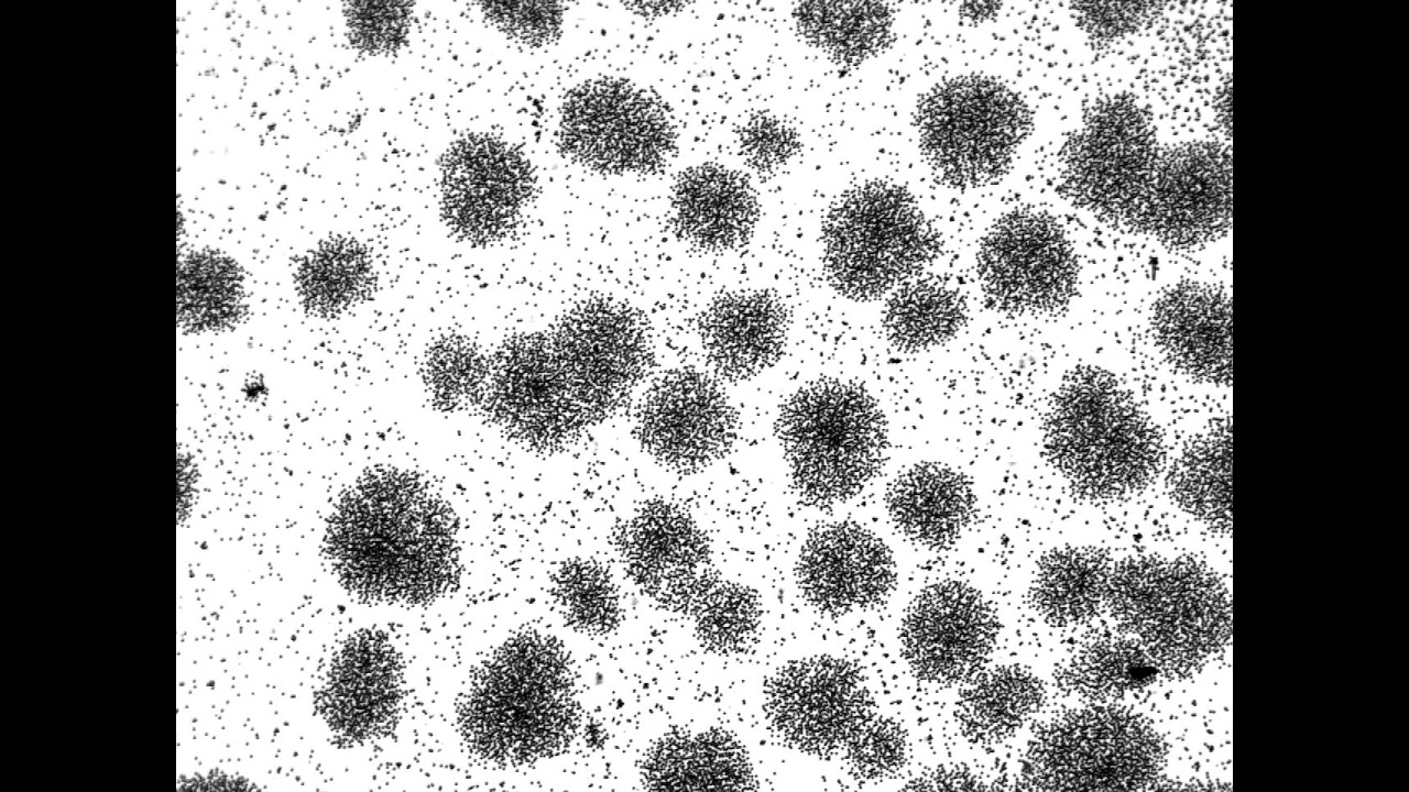 Self-Propelled Particles Condense Into Clusters - YouTube