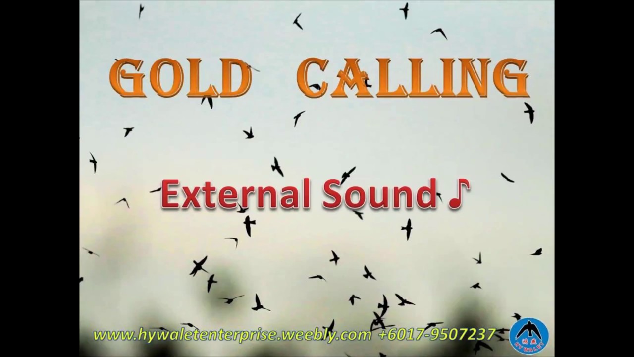 Swiftlet Sound- "Gold Calling" Sample ( HY WALET) - YouTube