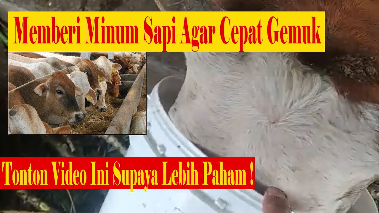 Cara Memberi Minum Sapi Agar Cepat Gemuk - YouTube