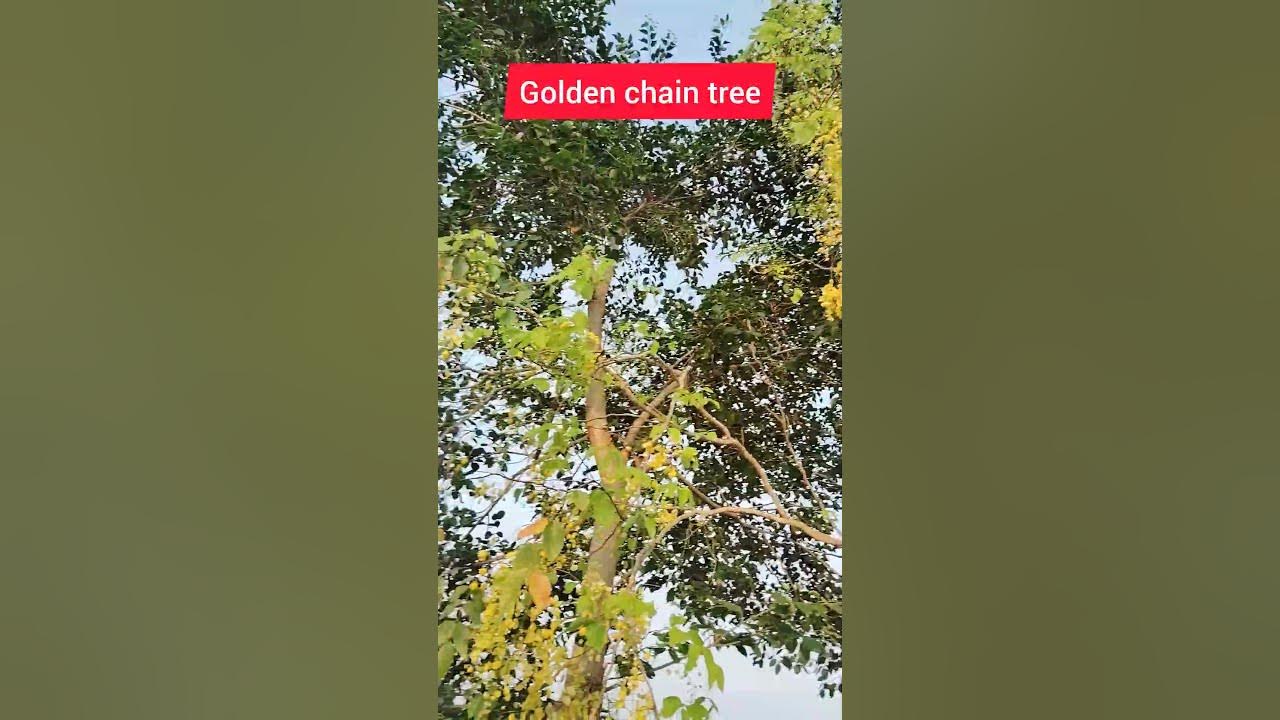 kondrai flower tree🎄🎄🎄🎄🎄🌼🌼🌼🌼🌼 - YouTube