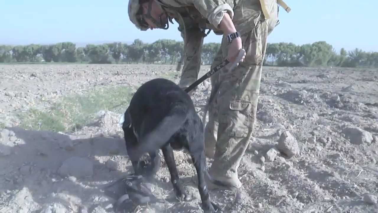 Mine Detection Dog - YouTube