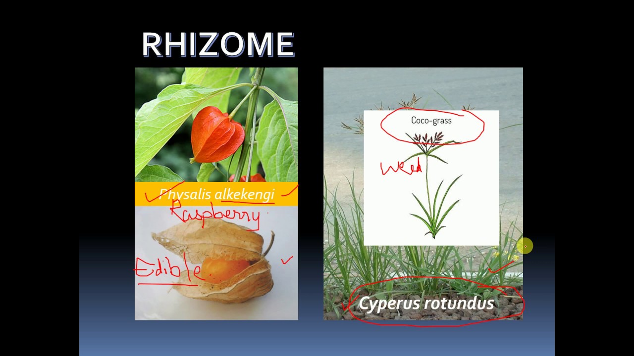 VEGETATIVE PROPAGATION by RHIZOME / Underground Modification of stem ...