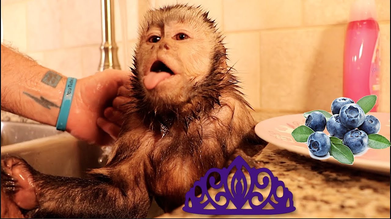 Monkey Princess Bath and Blueberries! - YouTube