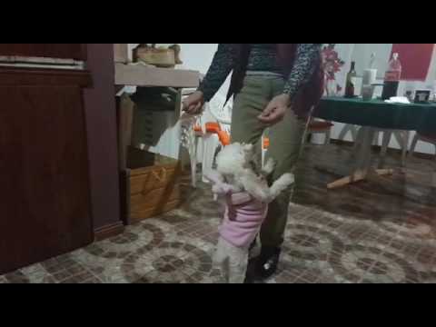 Perrita baila cumbia