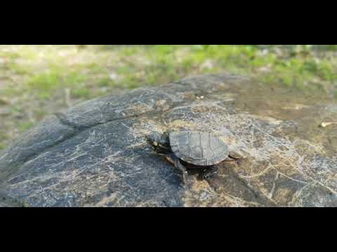 Snapping Turtle vs Painted Turtle - YouTube