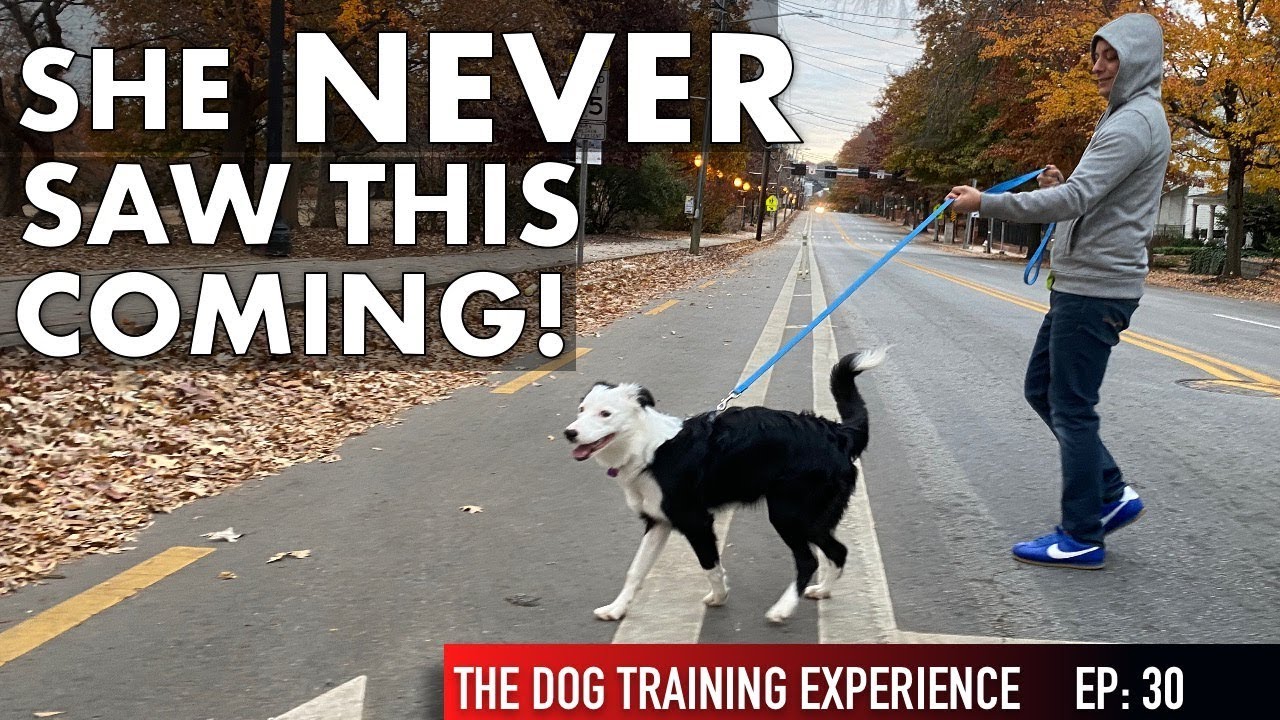 See everything I do in our most intense dog training session yet! - YouTube