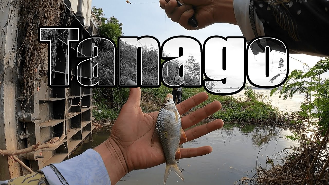 Tanago Micro Fishing - YouTube