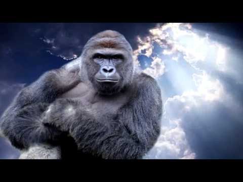 Take A Shot For Harambe - YouTube
