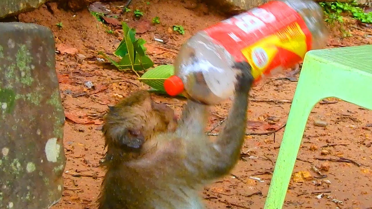 Sweet Pea fit Big cola / Monkey Post - YouTube