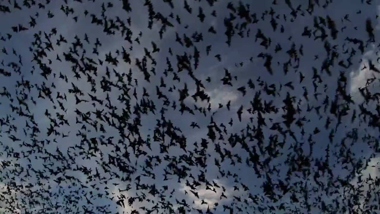 The Extreme Nature of Bats - YouTube