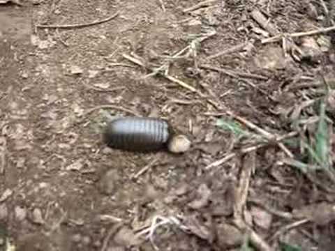 rolling bug - YouTube