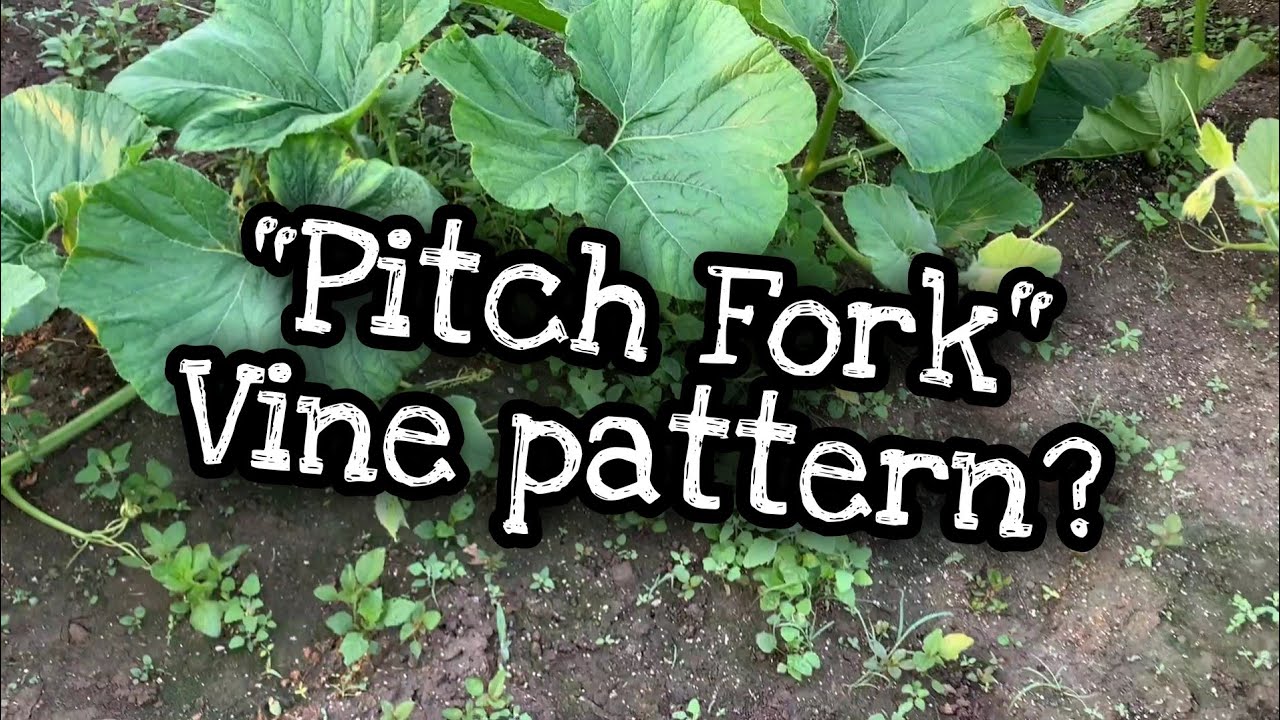 Tertiary Vines ? Giant Pumpkins & more - YouTube