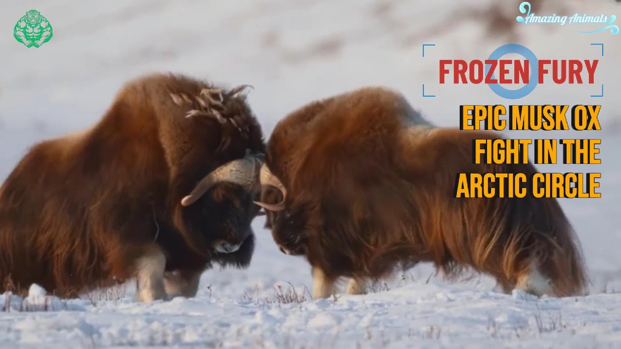 Frozen Fury: Epic Musk Ox Fight in the Arctic Circle - YouTube