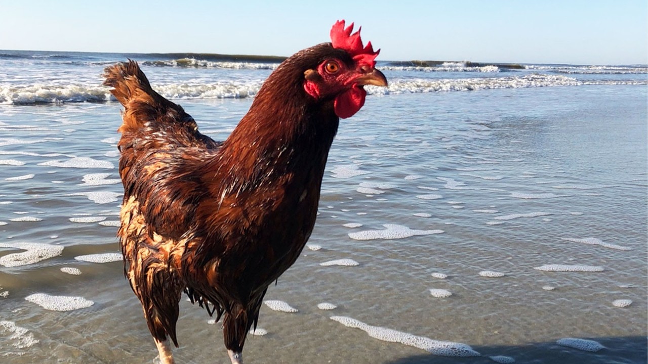 This Fearless Chicken Thinks He's an Eagle on a Jet Ski - YouTube