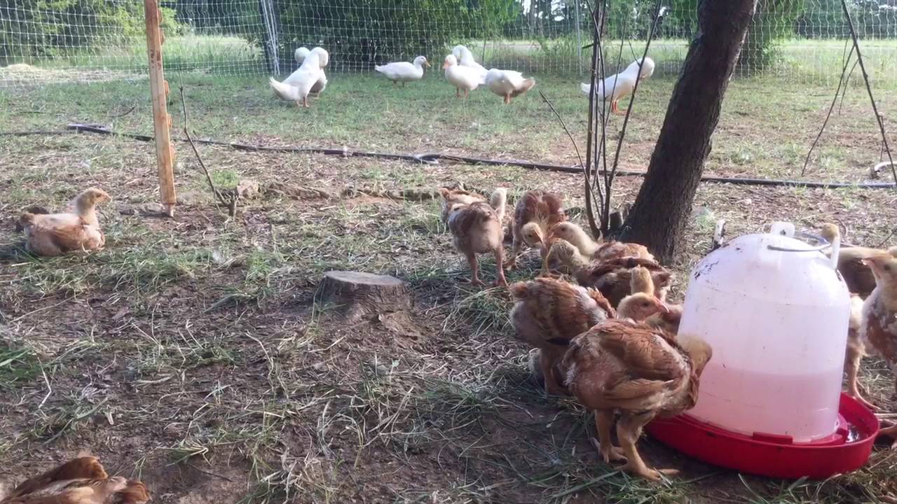 3 Week Old Red Ranger Chickens @ KW Homestead - YouTube