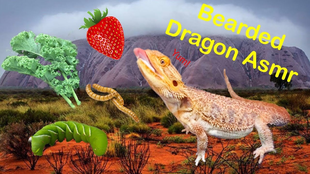 Bearded Dragon Asmr ft Plopper! - YouTube