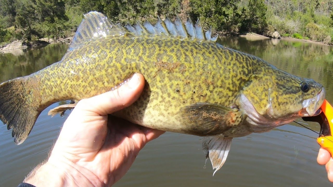 My first Murray Cod for the season - YouTube